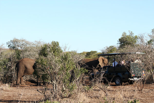 South Africa : On Safari Photo Diary - Kitty Cotten